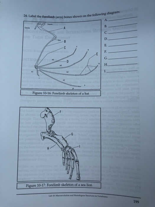 Solved 24. Label the forelimb (arm) (arm) bones shown on the | Chegg.com