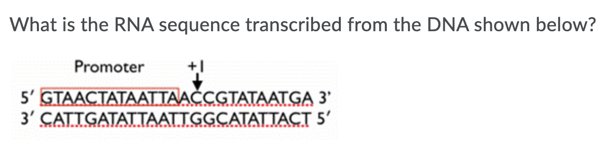 Solved What is the RNA sequence transcribed from the DNA | Chegg.com
