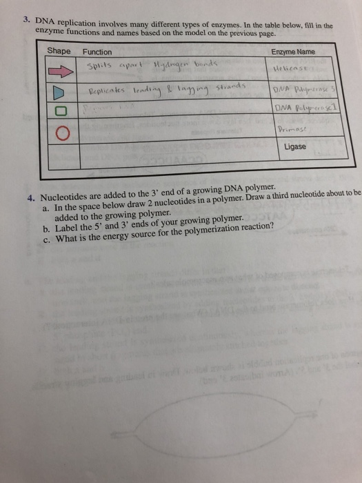 Solved 3. DNA replication involves many different types of | Chegg.com