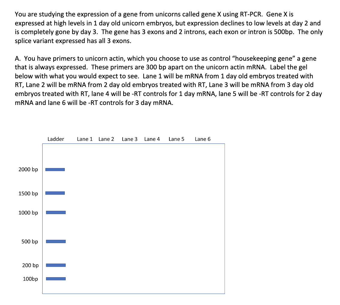 You are studying the expression of a gene from | Chegg.com