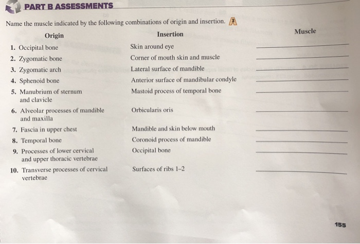Solved Muscles of the Head and Neck: LAB 20 | Chegg.com