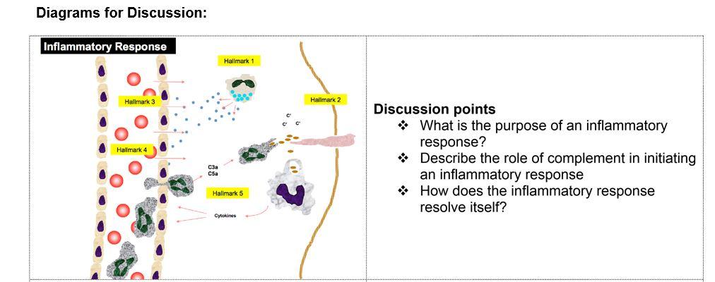 Solved Diagrams for Discussion: Inflammatory Response | Chegg.com