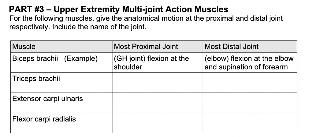 Solved PART #3 - Upper Extremity Multi-joint Action Muscles | Chegg.com