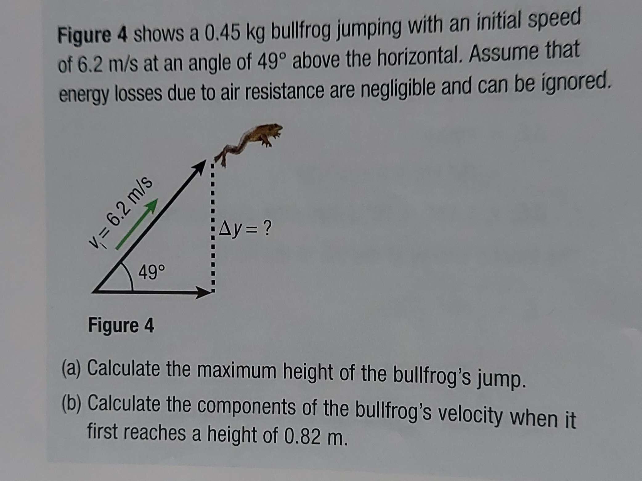 Solved Figure 4 shows a 0.45 kg bullfrog jumping with an | Chegg.com