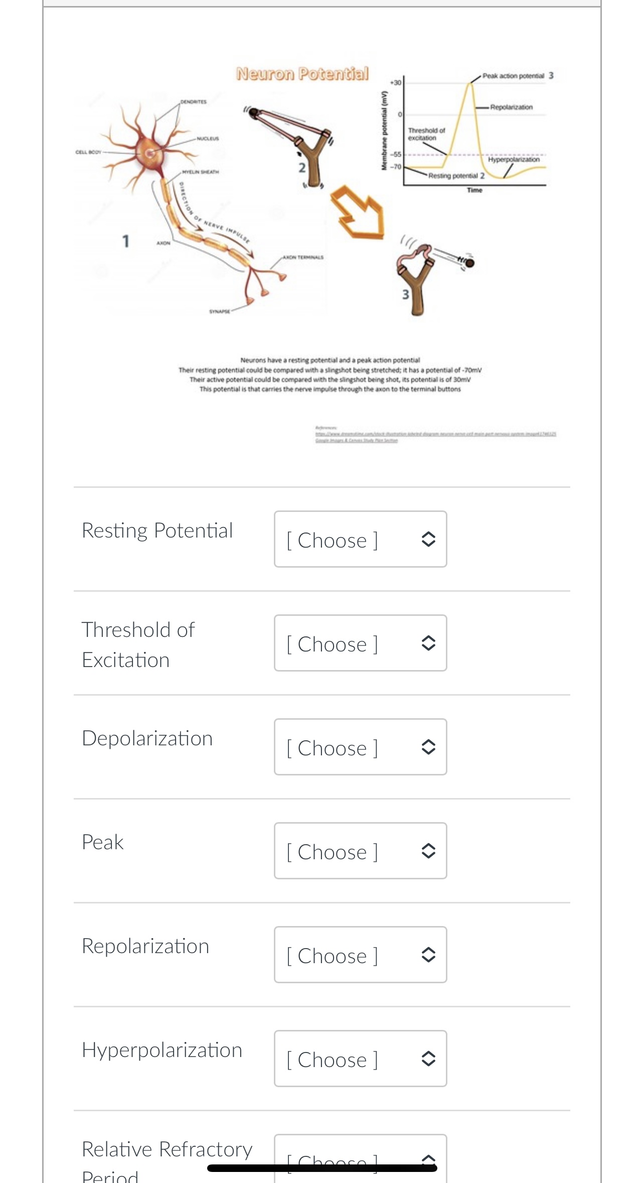 Solved Resting Potential Threshold of Excitation | Chegg.com