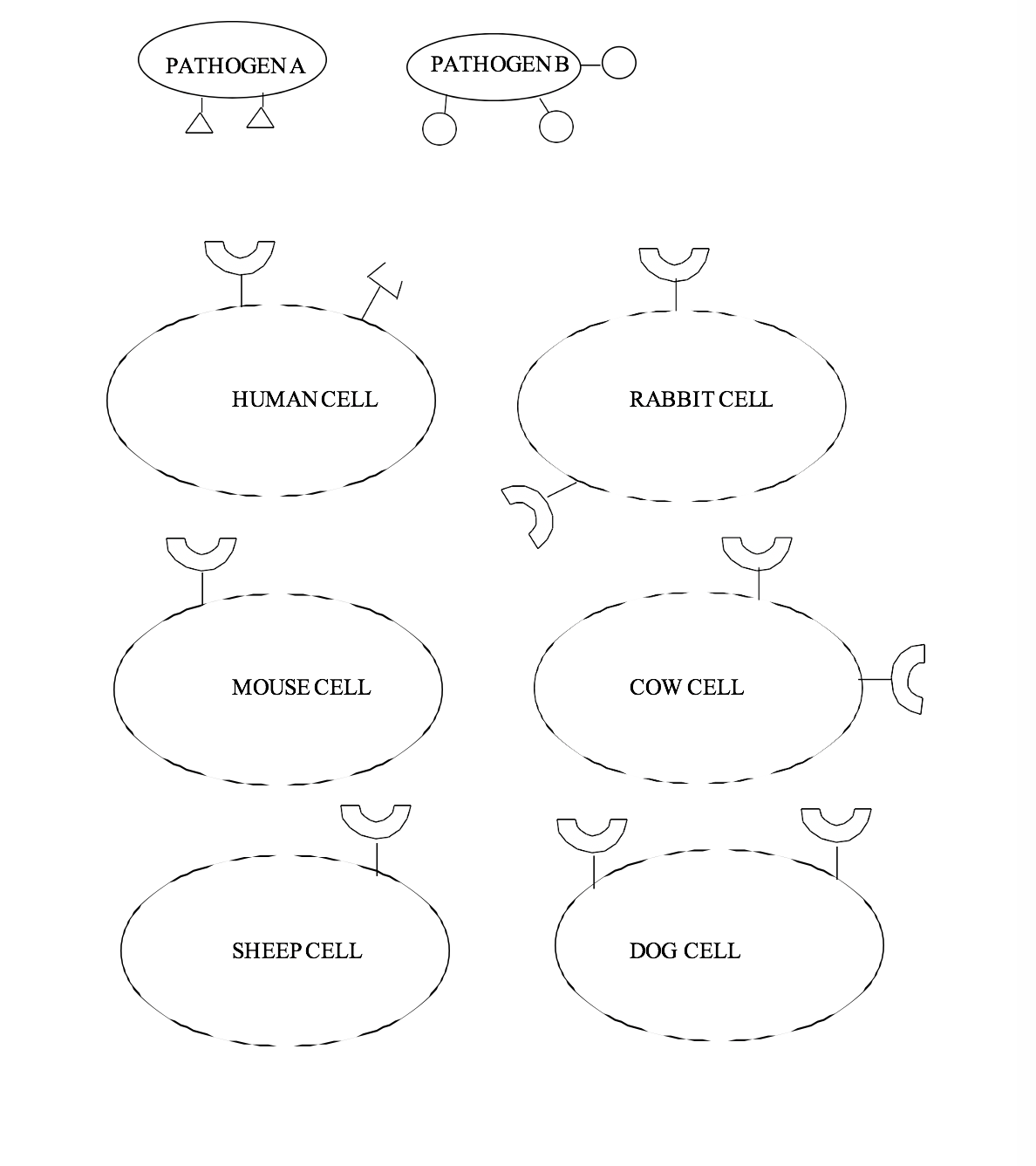 Solved A. Pathogen A will bind to cells from which | Chegg.com