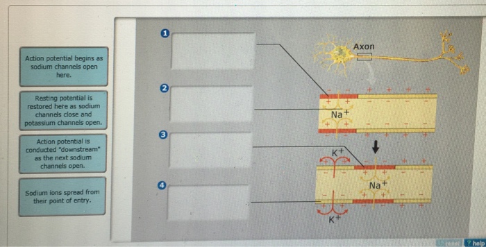 Solved Action potential begins as sodium channels open here. | Chegg.com
