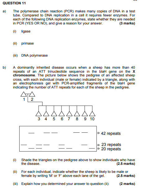 Solved QUESTION 11 a) The polymerase chain reaction (PCR) | Chegg.com