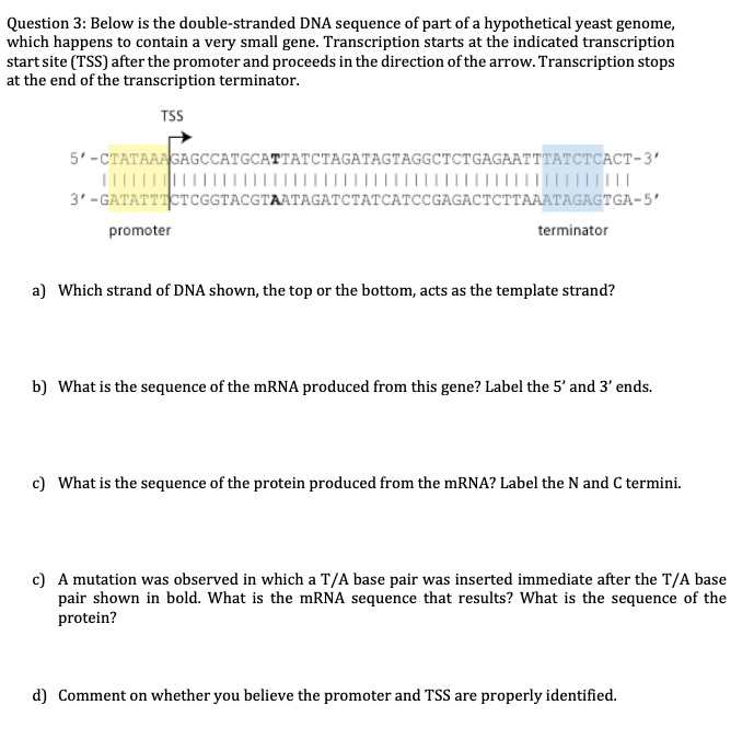 Solved Question 3: Below is the double-stranded DNA sequence | Chegg.com