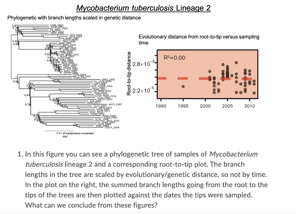 Solved Mycobacterium tuberculosis Lineage 2 Phylogenetic | Chegg.com
