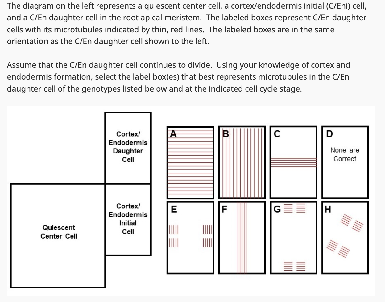 Solved a) Wild-type plant, immediately before prophase (in | Chegg.com