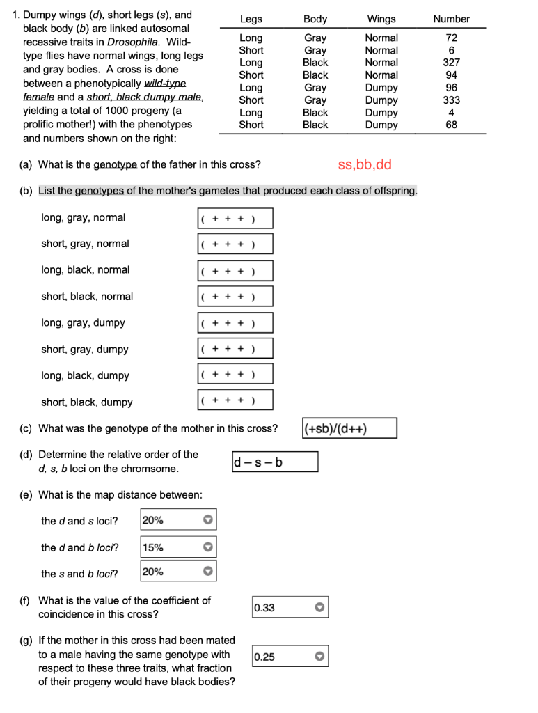 Number 1. Dumpy wings (d), short legs (s), and black | Chegg.com