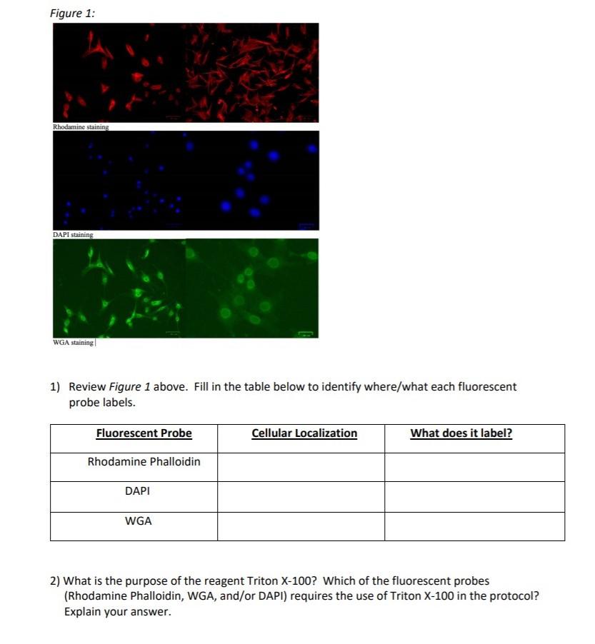 Solved Figure 1: Rhodamine staining DAPI staining WGA | Chegg.com