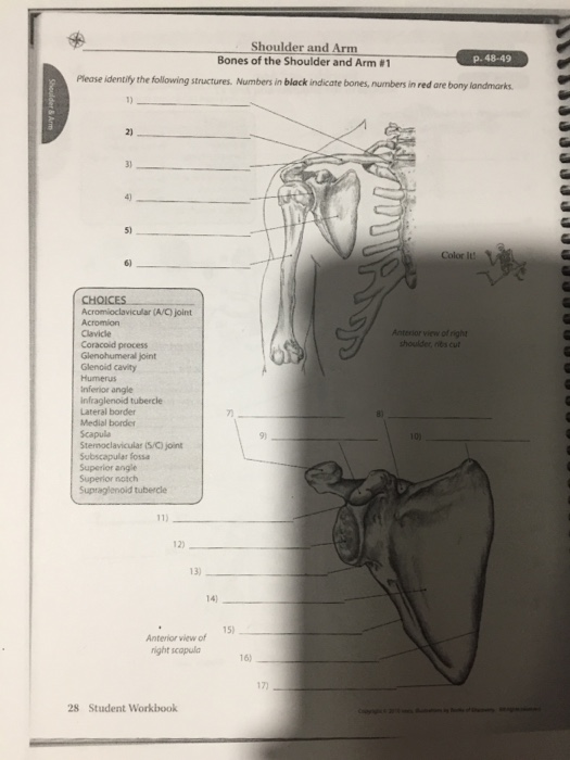 Solved Shoulder and Arm Bones of the Shoulder and Arm #1 p. | Chegg.com