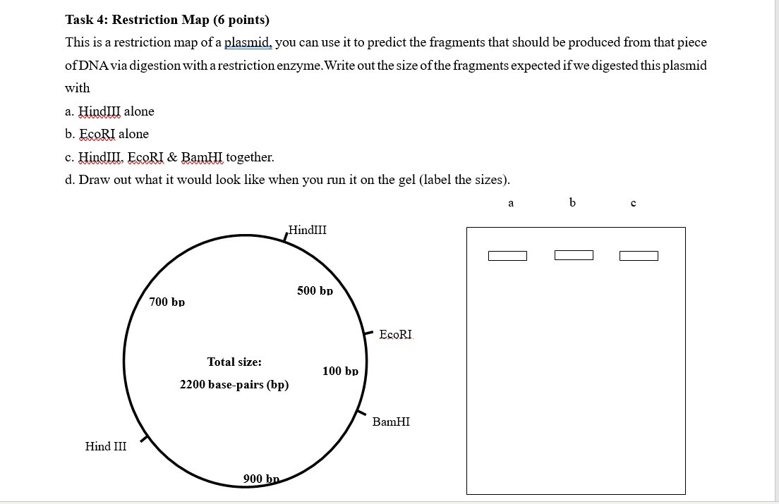 Solved Task 4: Restriction Map (6 points) This is a | Chegg.com