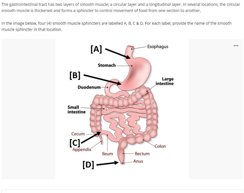 Gastrointestinal Tract Layers