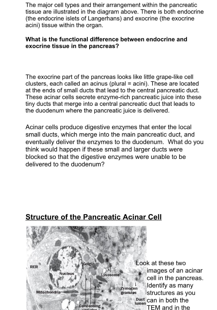 Solved Structure of the Pancreatic Acinar Cell RER Nucleus | Chegg.com