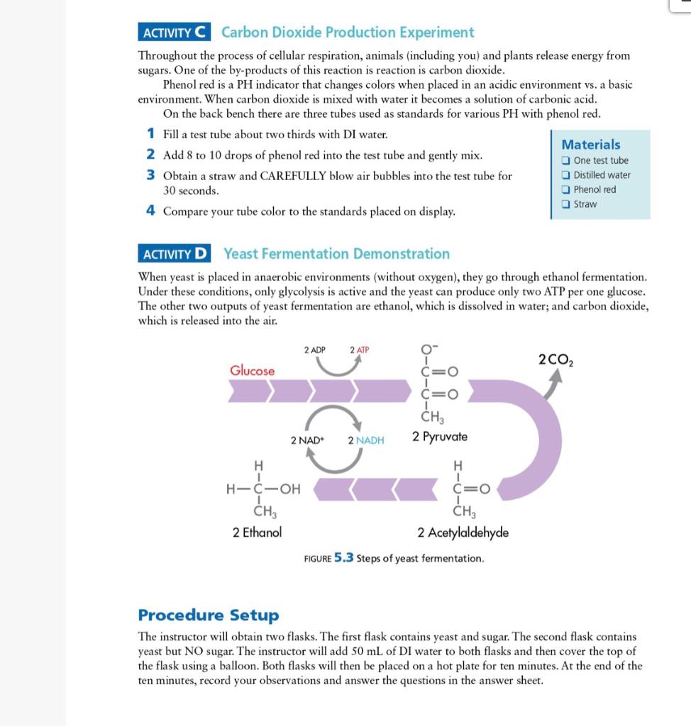 Solved ACTIVITY C Carbon Dioxide Production Experiment | Chegg.com