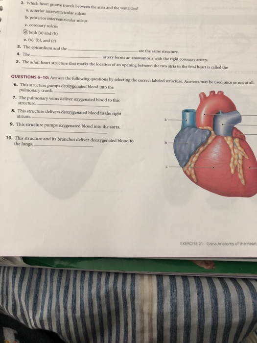 Solved 2. Which heart groove travels between the atria and | Chegg.com