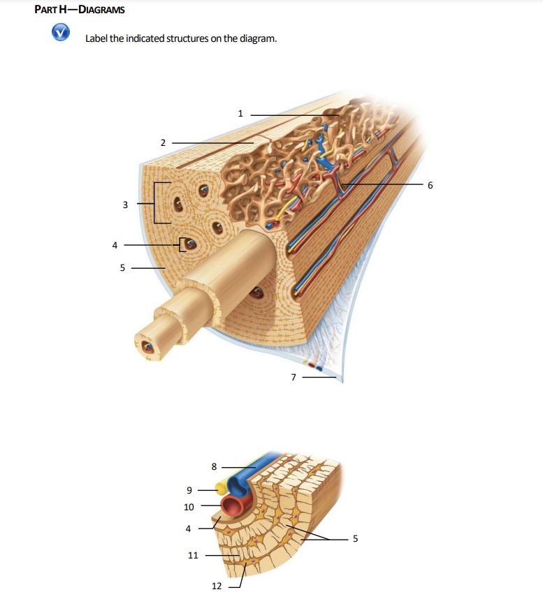Solved Label the indicated structures on the diagram. | Chegg.com