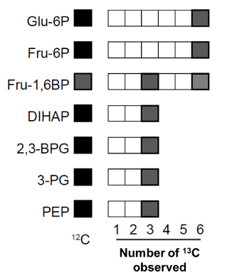 Solved Cells were fed both fully labelled 13C glucose and | Chegg.com