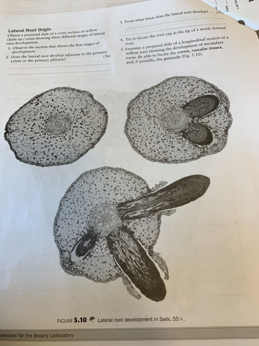 Solved 3. From what tissue does the lateral root Lateral | Chegg.com