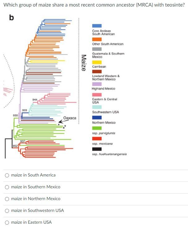 Solved Which group of maize share a most recent common | Chegg.com
