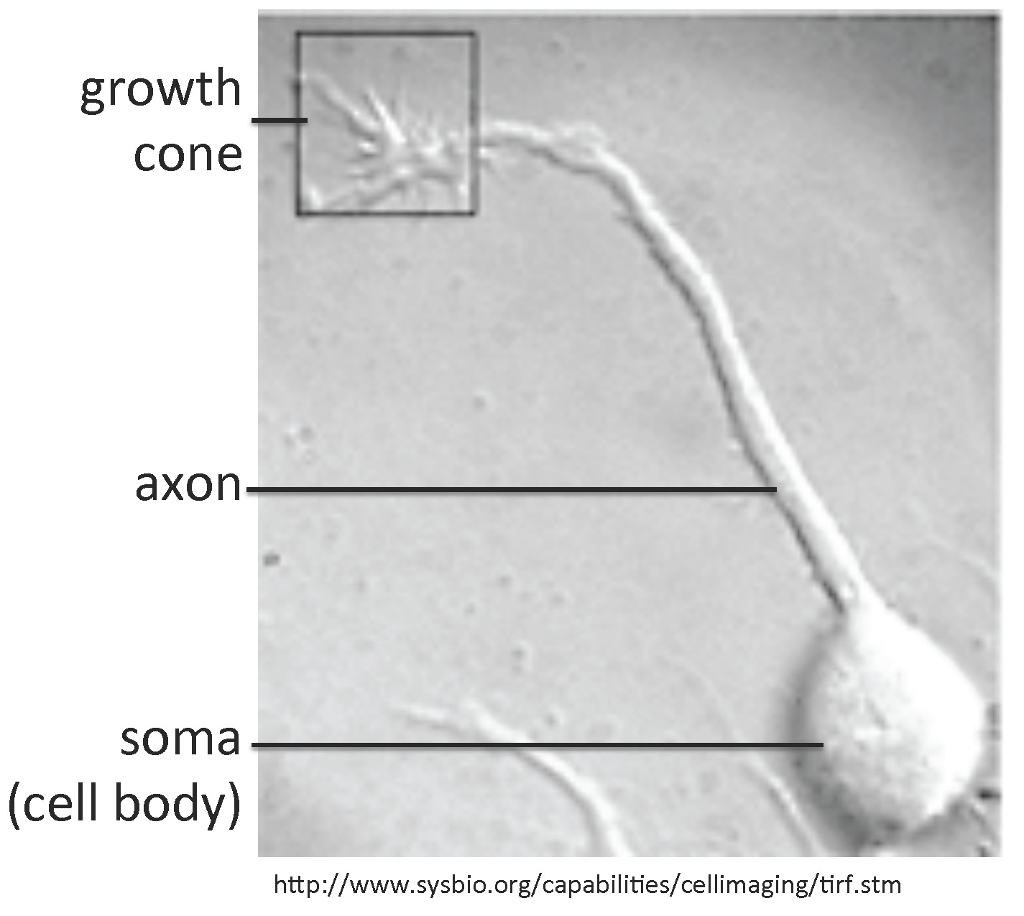Solved Neuronal connections in the brain are made during | Chegg.com