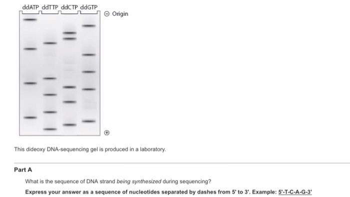 Solved ddATP ddTTP ddCTP ddGTP Origin This dideoky | Chegg.com