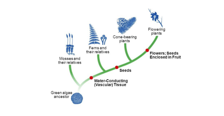 Solved In the phylogeny shown above, which of the following | Chegg.com