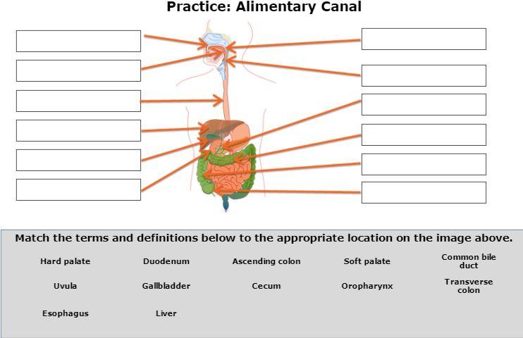 Solved Practice: Alimentary Canal Match the terms and | Chegg.com