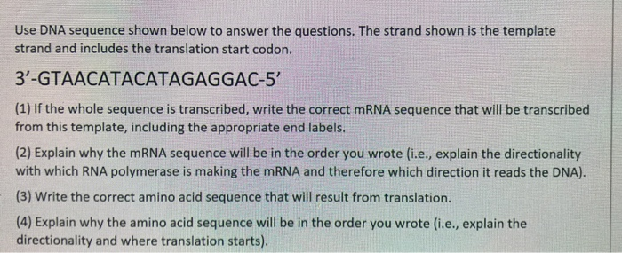 Solved Use DNA sequence shown below to answer the questions. | Chegg.com