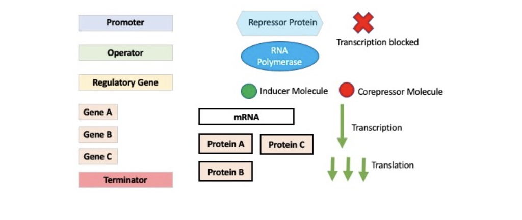 Solved Part 1: Draw a hypothetical prokaryotic operon 1. On | Chegg.com