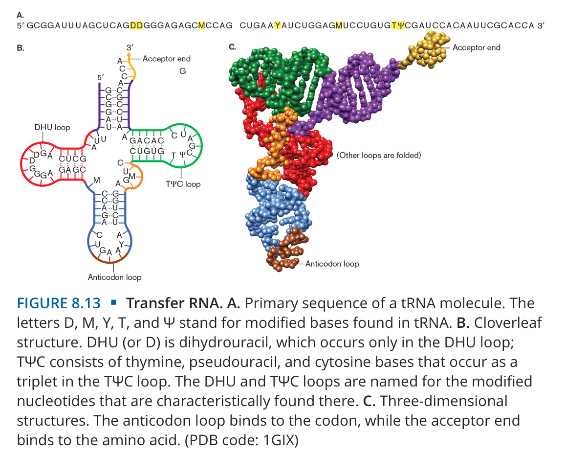 Solved FIGURE 8.13 - Transfer RNA. A. Primary sequence of a | Chegg.com