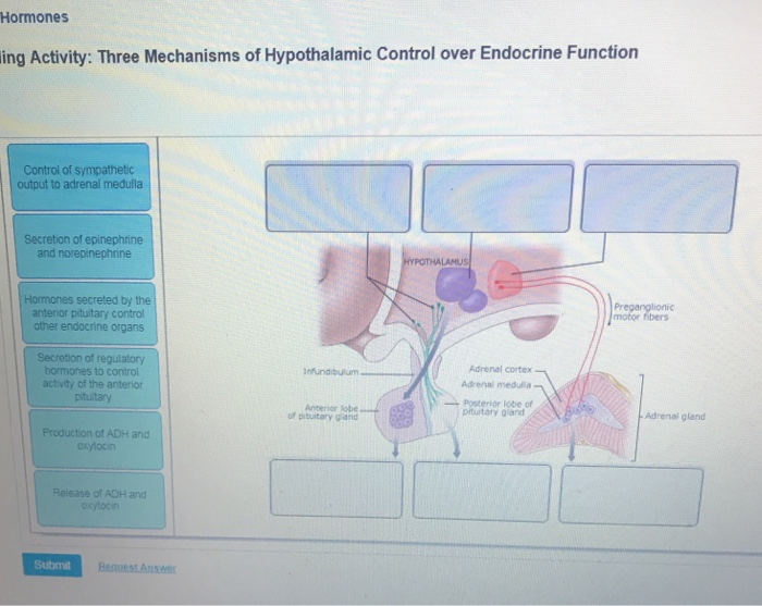 Solved Hormones ing Activity: Three Mechanisms of | Chegg.com