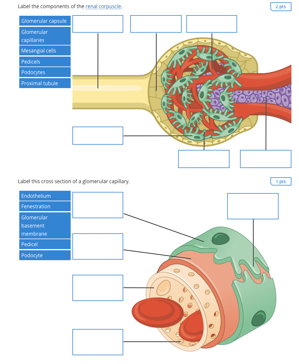 Solved Label the major features of the kidney. 2 pts Cortex | Chegg.com