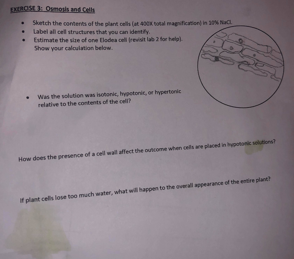 Solved EXERCISE 3: Osmosis and Cells Plant Tissue Supplies | Chegg.com