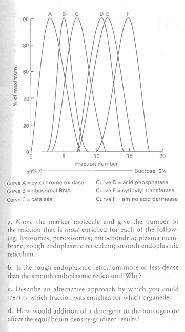 Solved Mouse liver cells were homogenized and the homogenate | Chegg.com