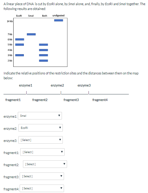 Solved A linear piece of DNA is cut by EcoRI alone, by Smal | Chegg.com