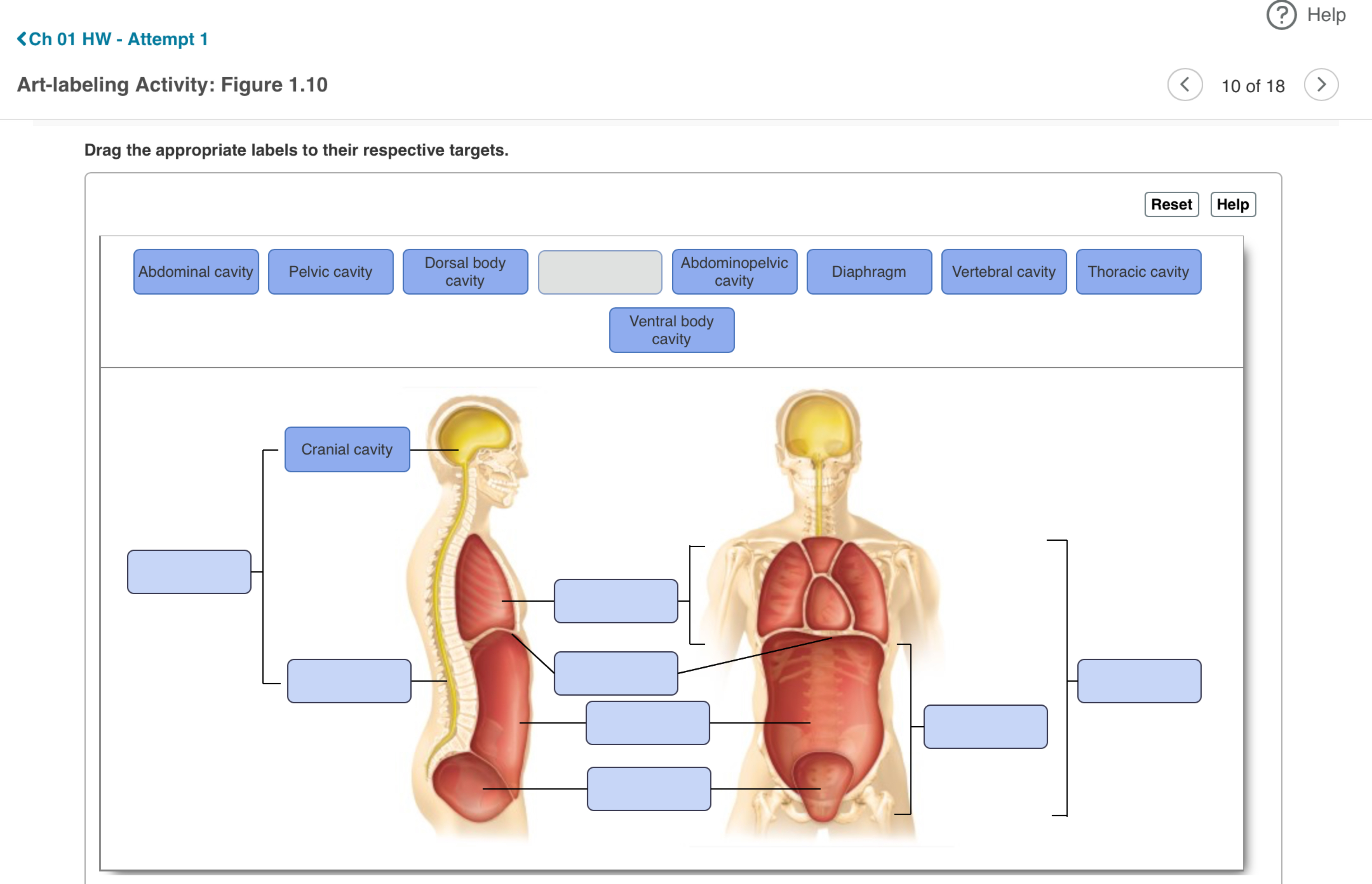 Solved 01HW - ﻿Attempt 1Art-labeling Activity: Figure | Chegg.com