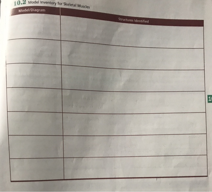 Model Inventory for Skeletal Muscles Model/Diagram | Chegg.com