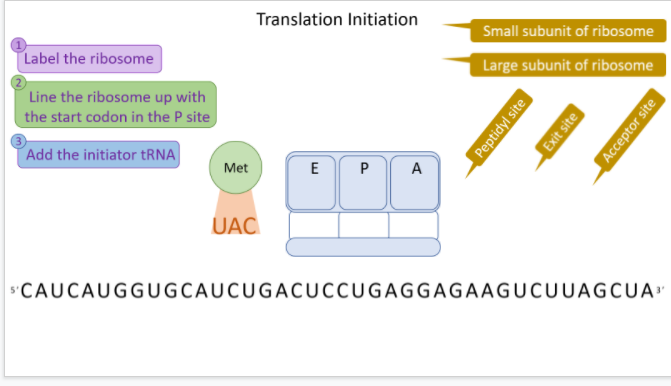 Solved On slide 1 of the Lab 5 Activity, do the following | Chegg.com
