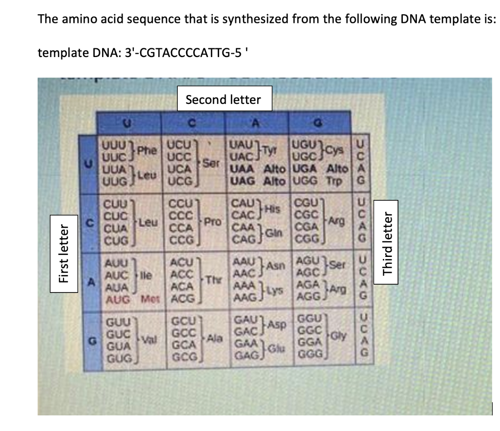 Solved The amino acid sequence that is synthesized from the | Chegg.com