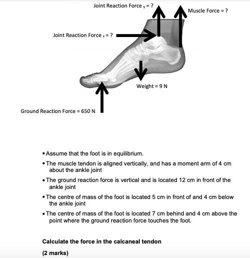 Solved Joint Reaction Force = ? 1 A Muscle Force = ? Joint | Chegg.com