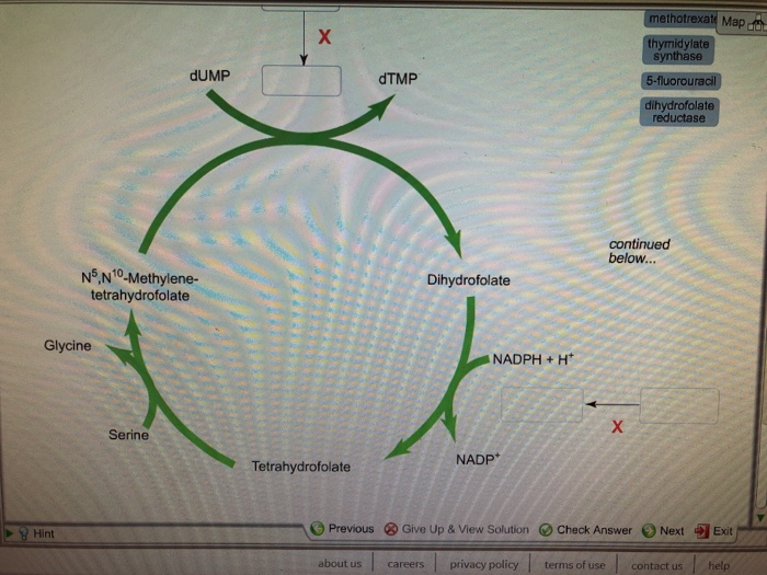 Solved Label the diagram with the correct enzyme and drug so | Chegg.com
