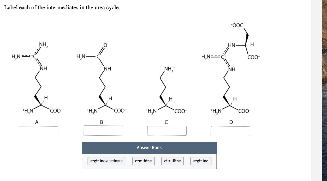 Solved Label each of the intermediates in the urea cycle. | Chegg.com