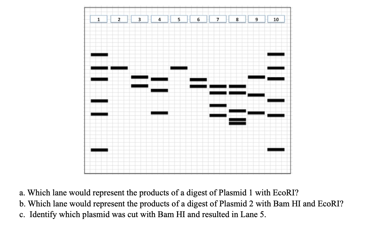 Solved 1) You have to identify two unknown plasmids using | Chegg.com