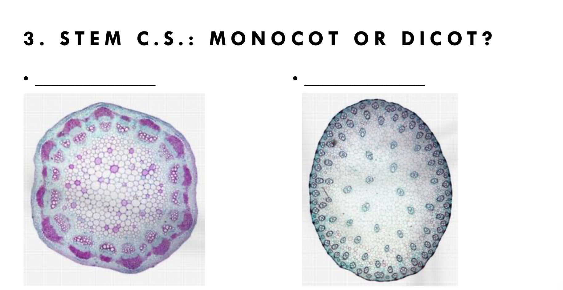 Solved 6. ROOT SYSTEM: MONOCOT OR DICOT? 8. ROOT ZONES | Chegg.com