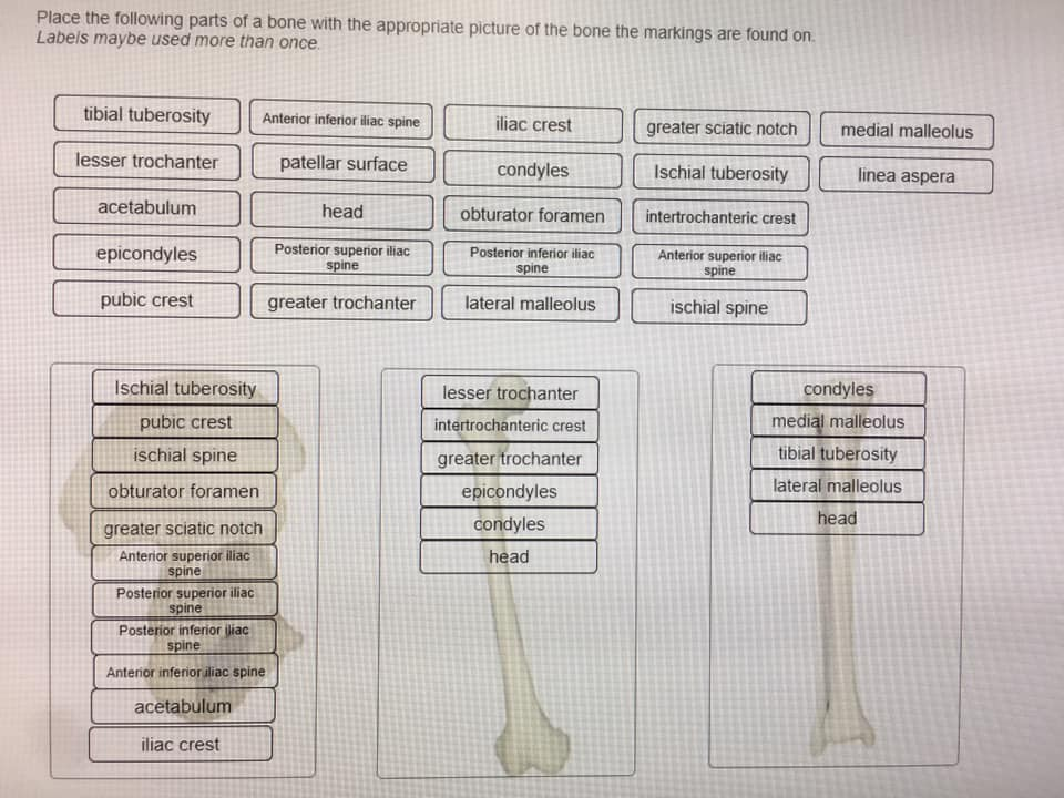 Solved Place the following parts of a bone with the | Chegg.com