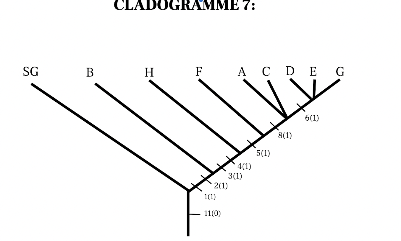 Solved SG CLADOGRAMME 7: | Chegg.com